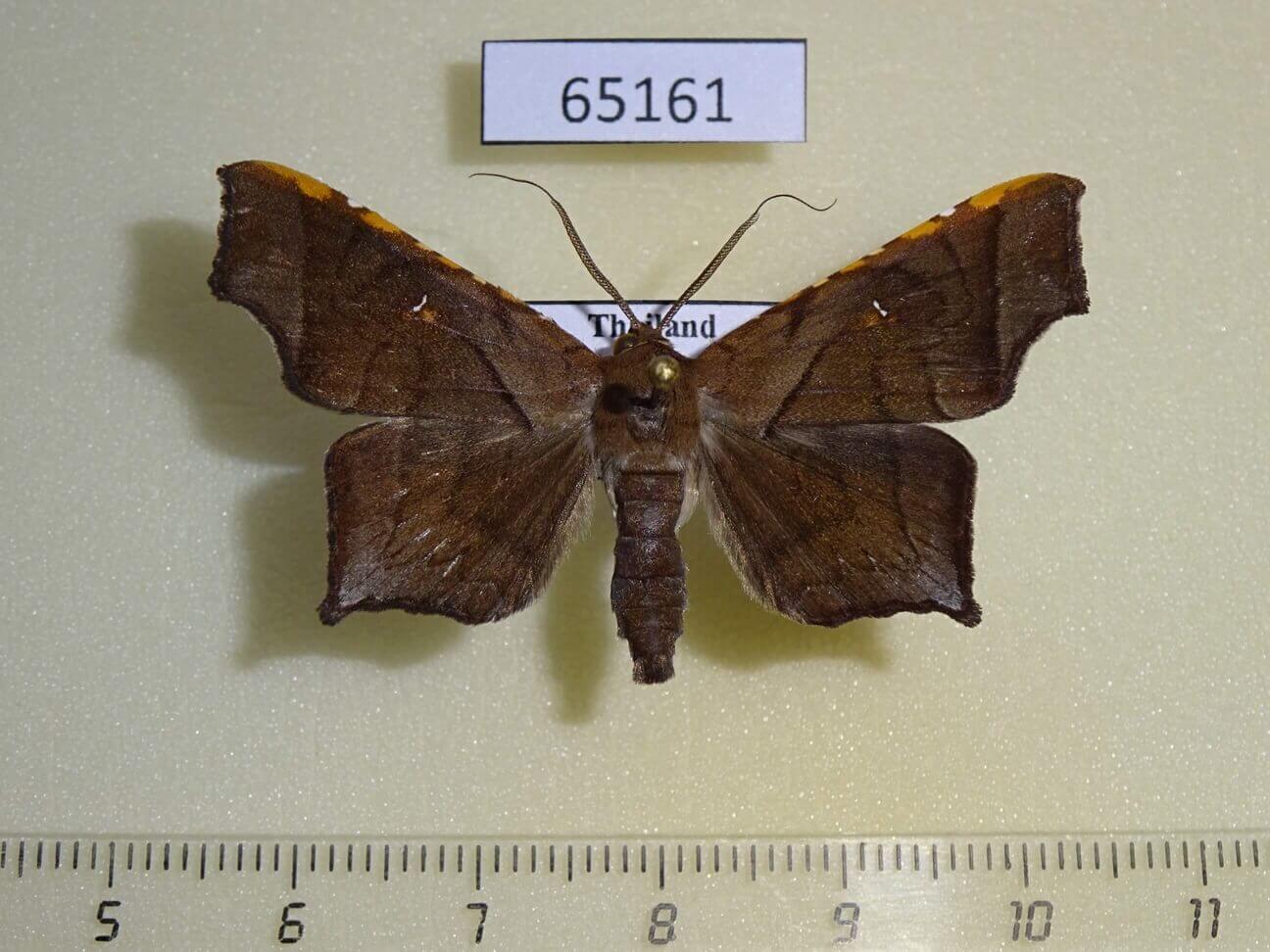 Noctuidae Episparis costistriga Thailand - Fareastinsects