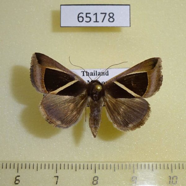 Noctuidae Chalciope mygdon Thailnad - Fareastinsects