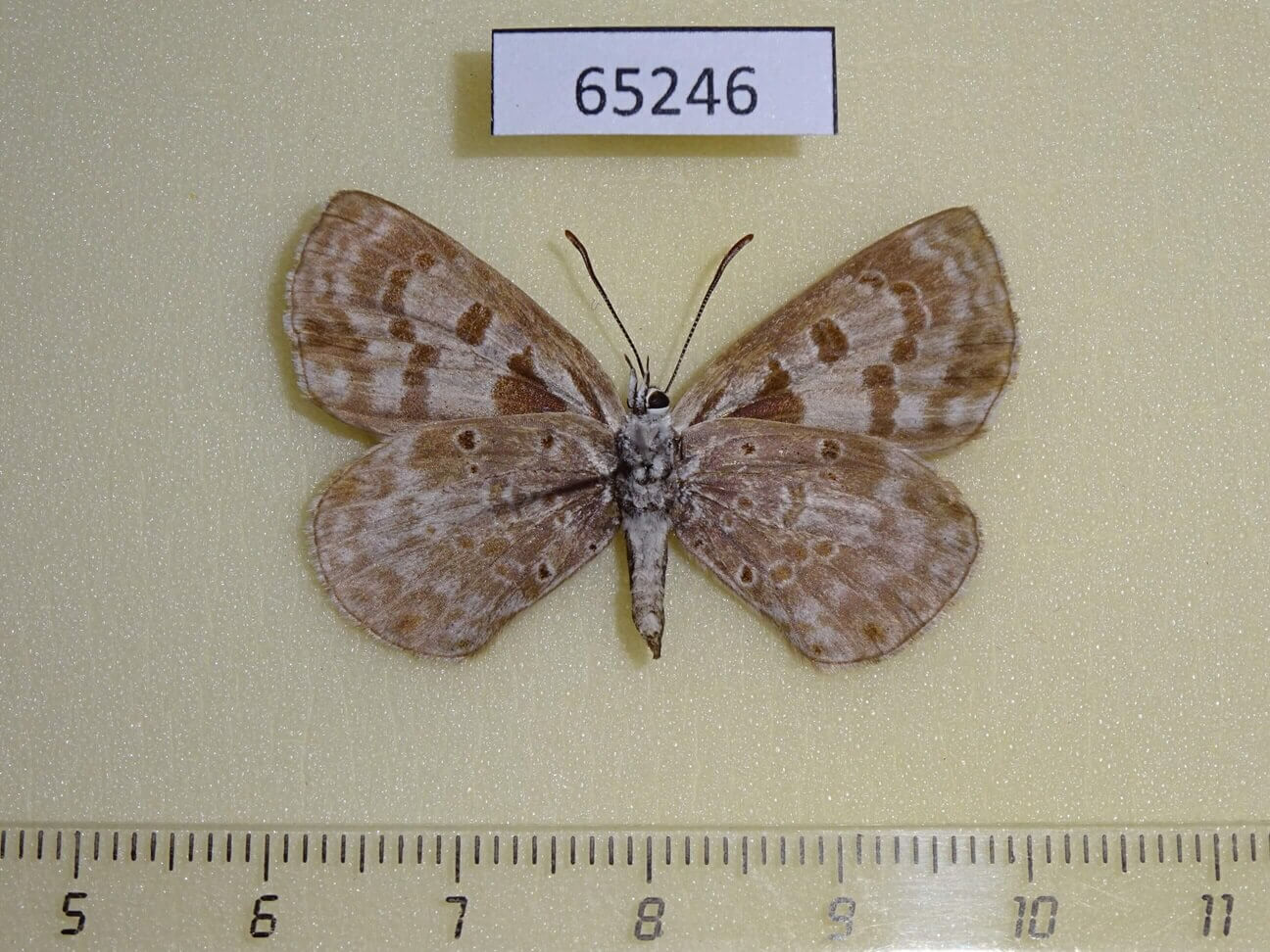 Lycaenidae Niphanda fusca f Primorye - Fareastinsects