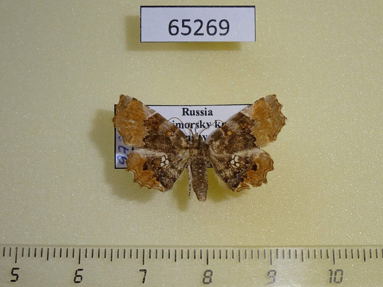 Noctuidae Pangrapta vasava Primorye - Fareastinsects