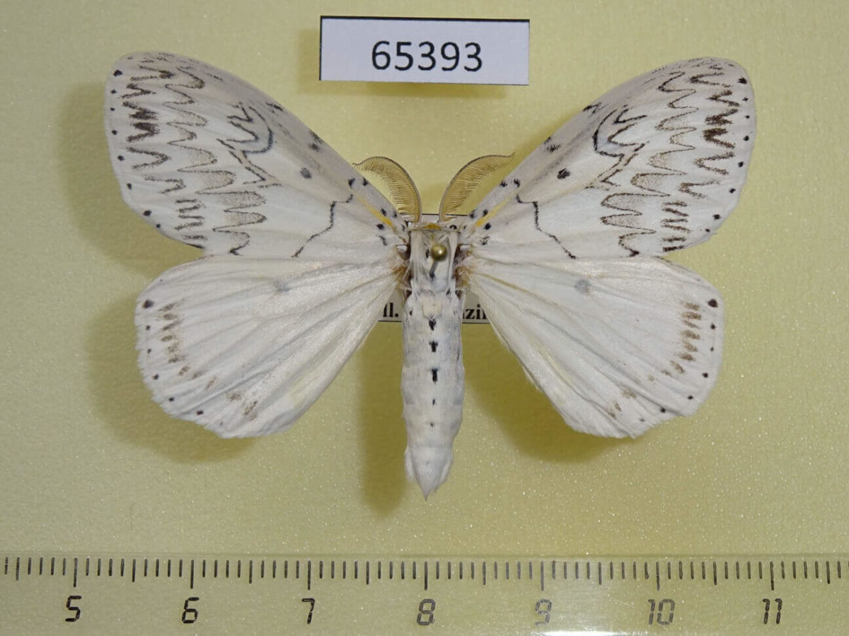 Lymantridae Psilochira lineata Thailand - Fareastinsects