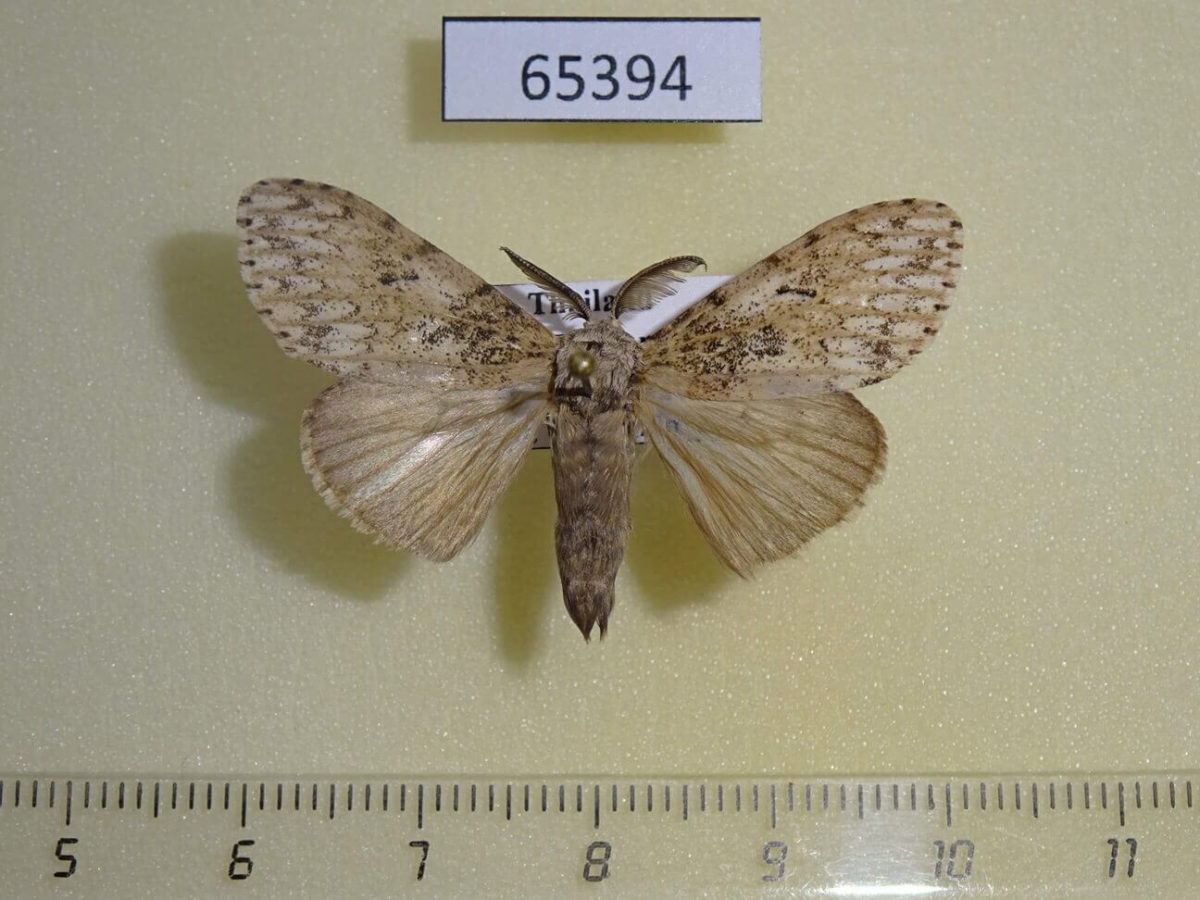 Lymantridae Lymantria sp. gaborronkayi Thailand - Fareastinsects