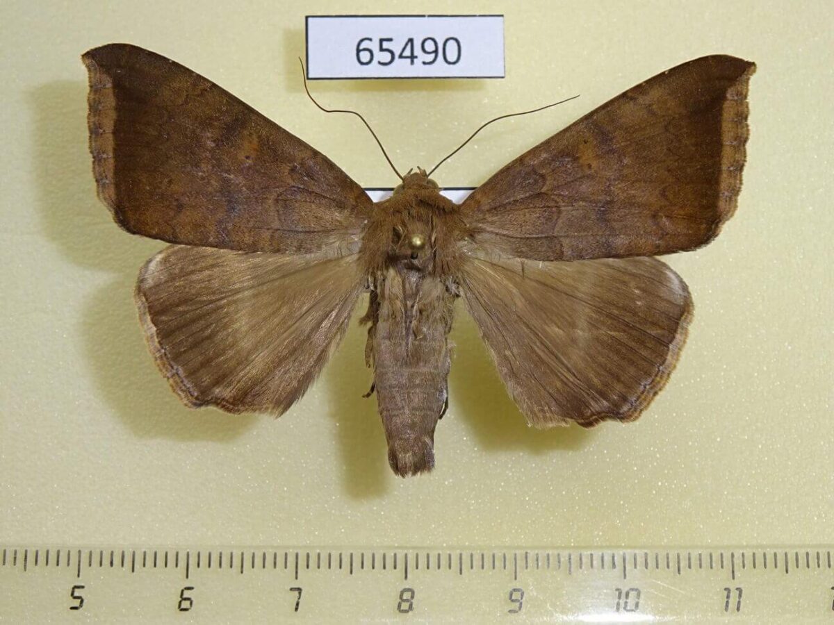 Noctuidae Achaea finita Uganda - Fareastinsects