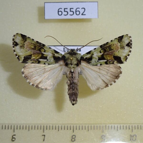 Noctuidae Grammodes congenita f Uganda - Fareastinsects