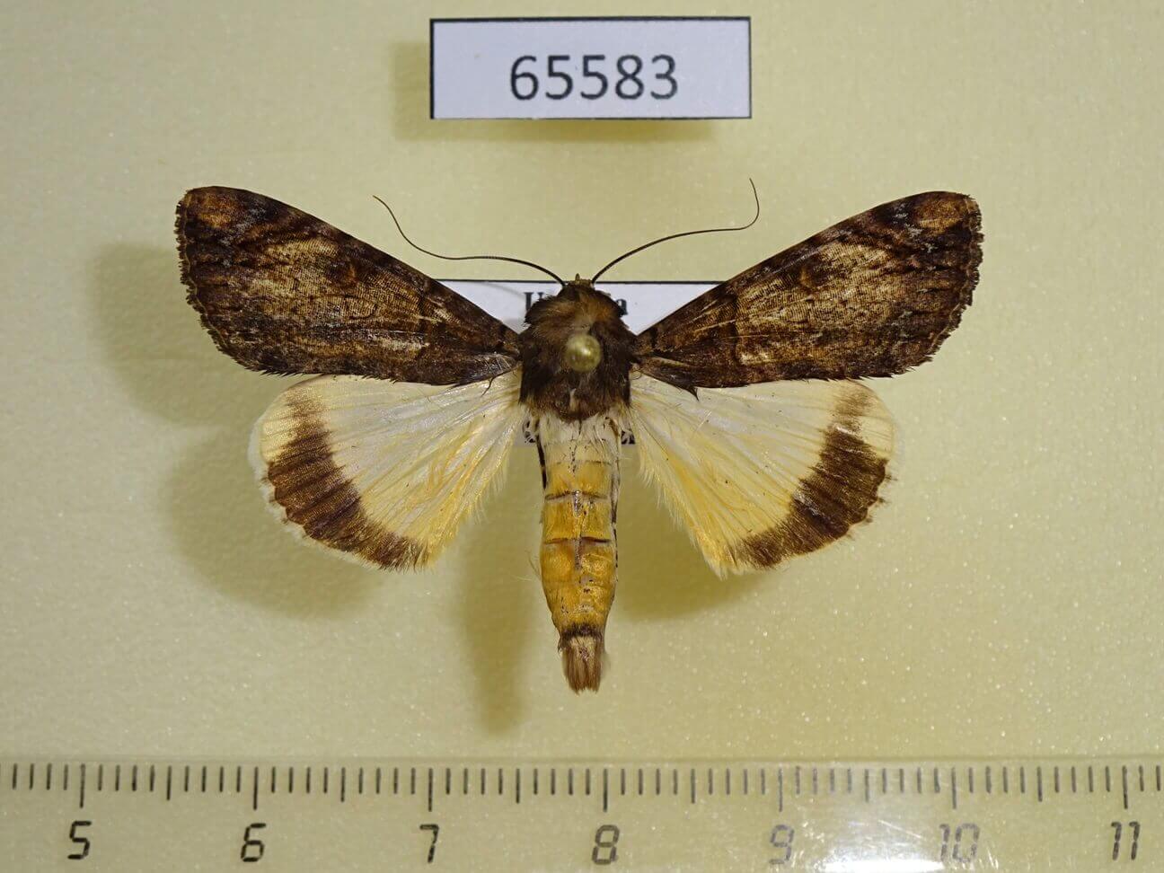 Noctuidae Ulotrichopus primulina Uganda - Fareastinsects