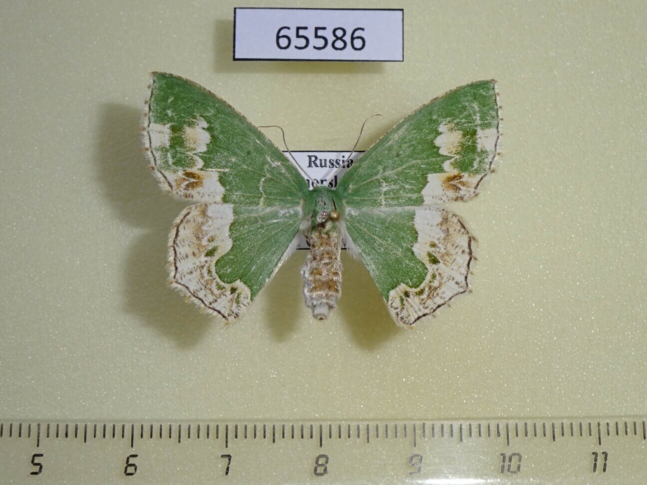 Geometridae Eucyclodes difficta f Primorye - Fareastinsects