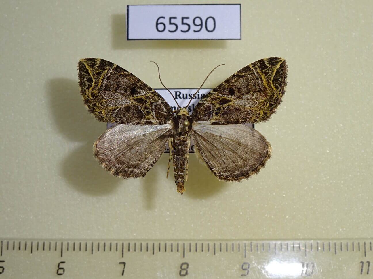 Geometridae Eustroma melancholicum Primorye - Fareastinsects