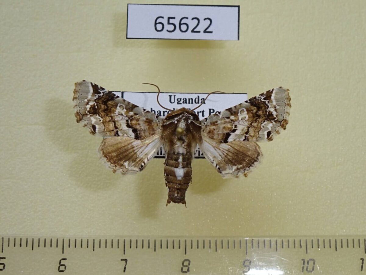 Euteliidae Eutelia sp. amatrix Uganda - Fareastinsects