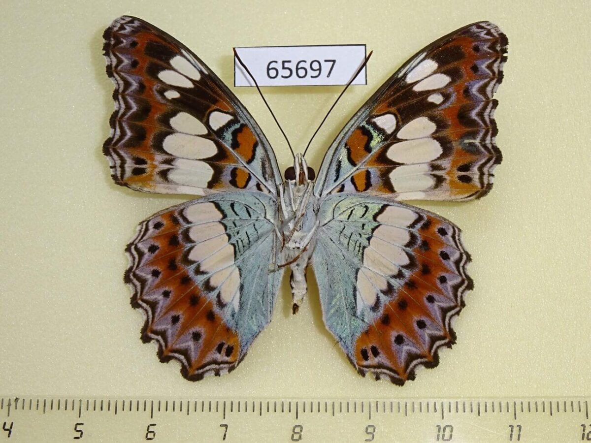 Nymphalidae Moduza procris f Vietnam - Fareastinsects