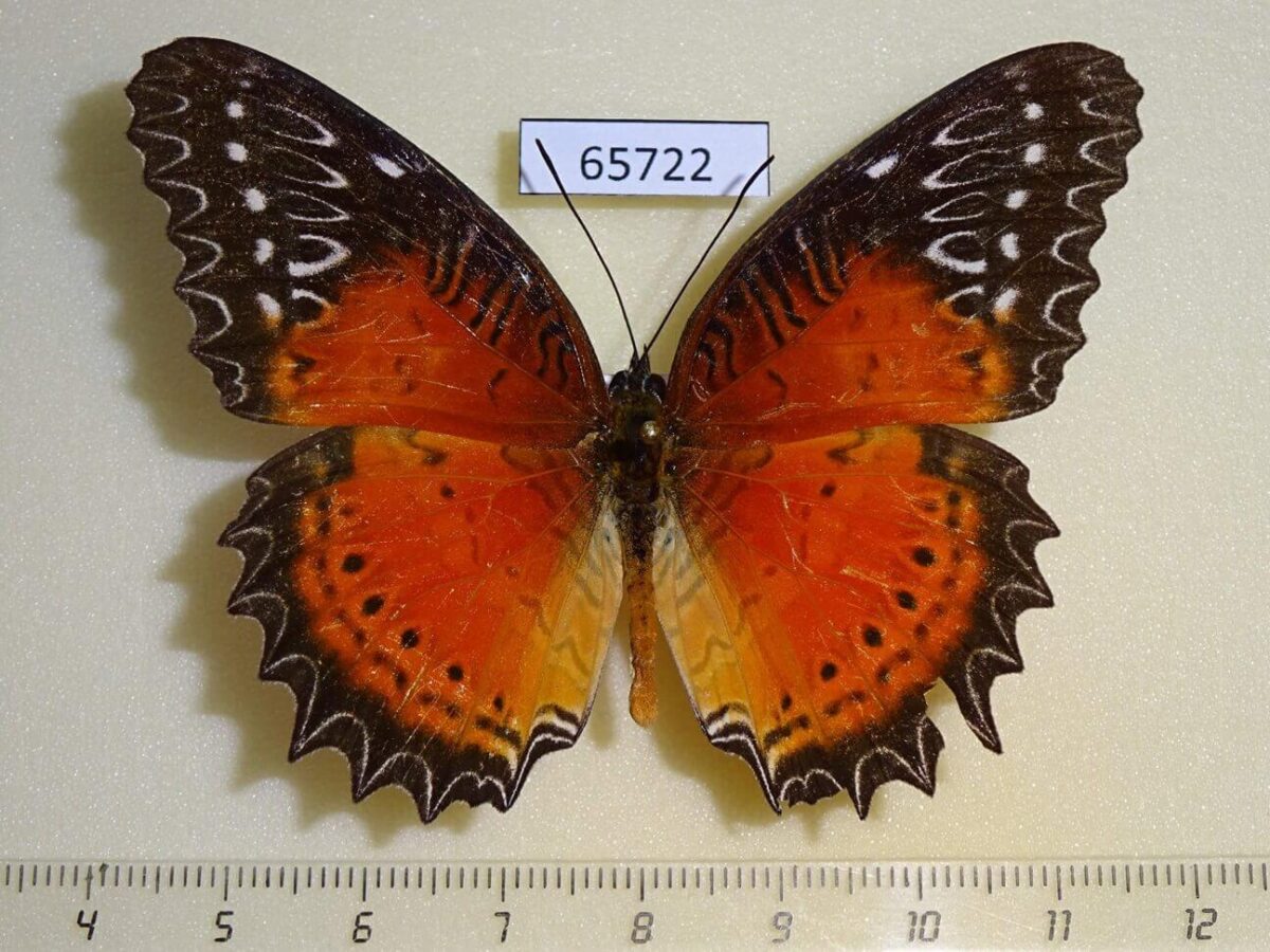 Nymphalidae Cethosia biblis Vietnam - Fareastinsects