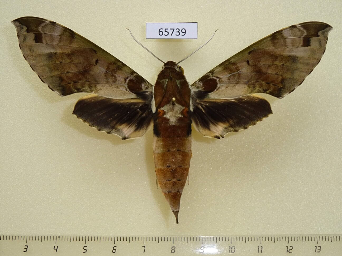 Sphingidae Cechenena helops f Vietnam - Fareastinsects