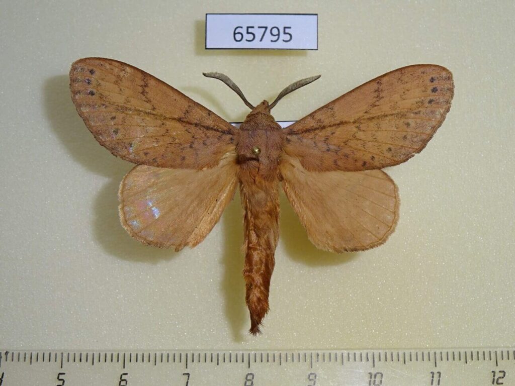Lasiocampidae Kunugia lineata Vietnam - Fareastinsects