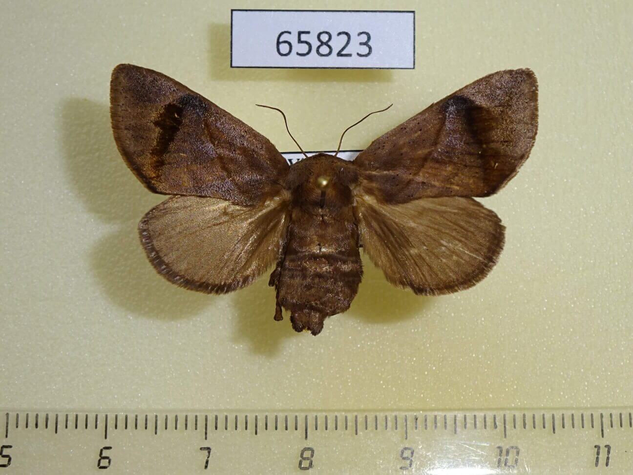 Limacodidae Setora fletcheri f Vietnam - Fareastinsects