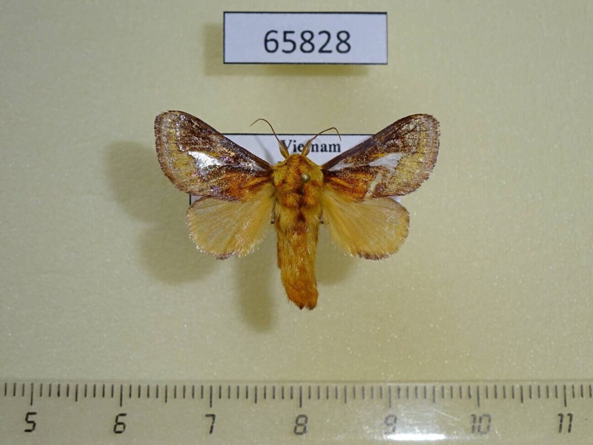 Limacodidae Miresa fulgida Vietnam - Fareastinsects