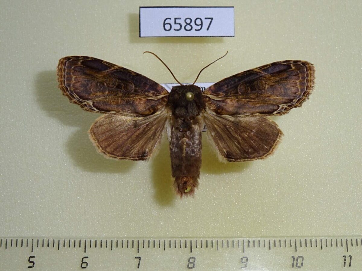 Noctuidae Triorbis annulata Vietnam - Fareastinsects