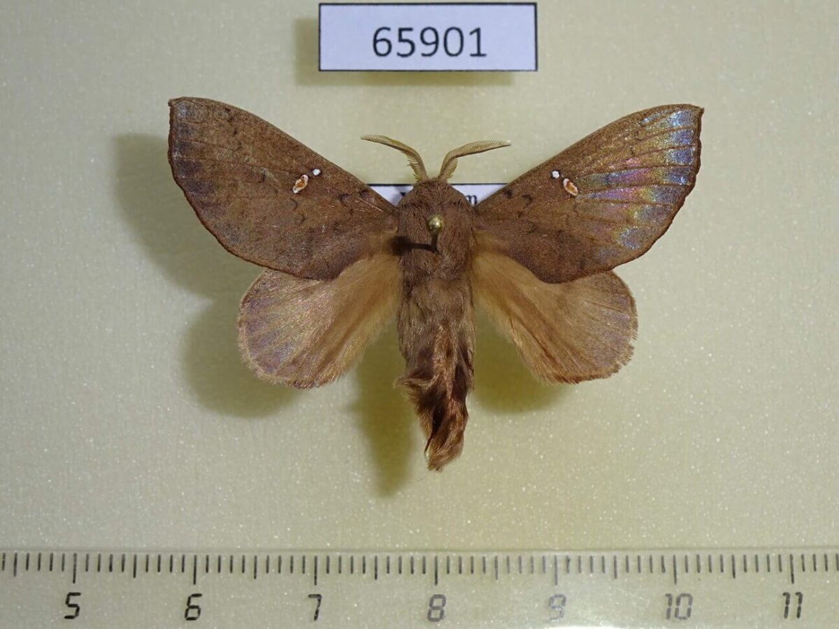 Lasiocampidae Eteinopla signata Vietnam - Fareastinsects