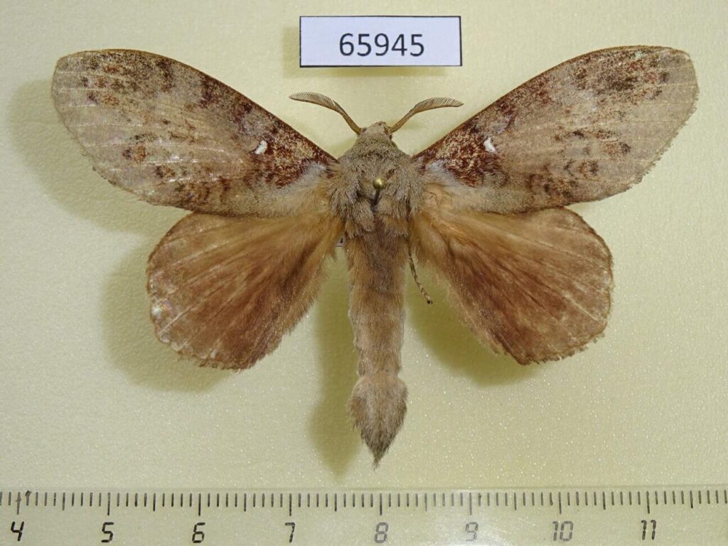 Lasiocampidae Kunugia florimaculata Vietnam - Fareastinsects