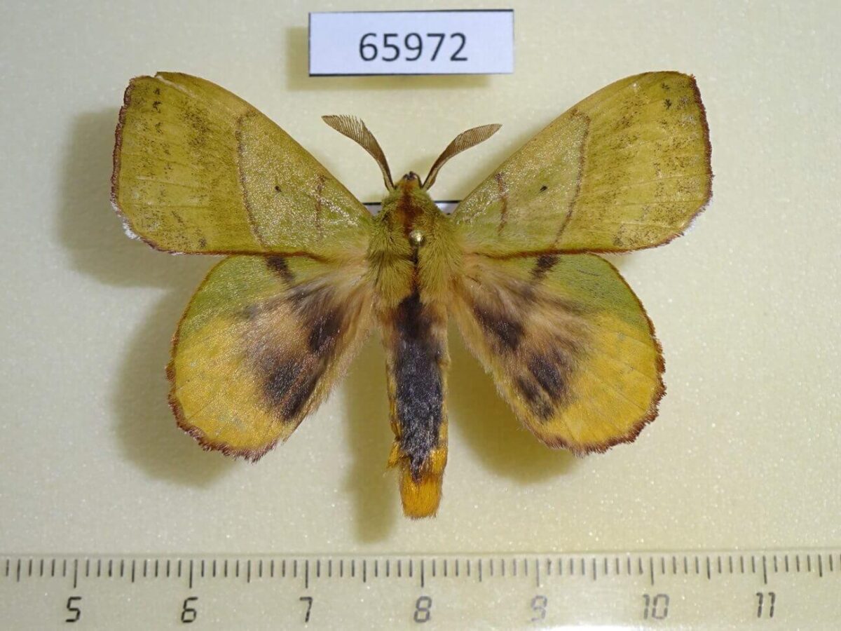 Lasiocampidae Radhica elisabethae Vietnam - Fareastinsects
