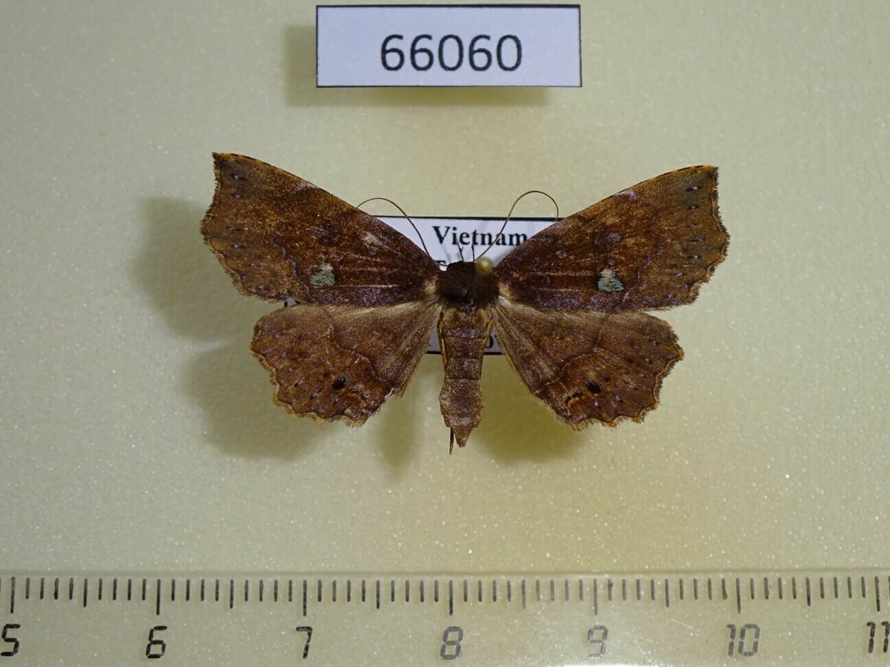 Noctuidae Eutrogia castanea Vietnam - Fareastinsects