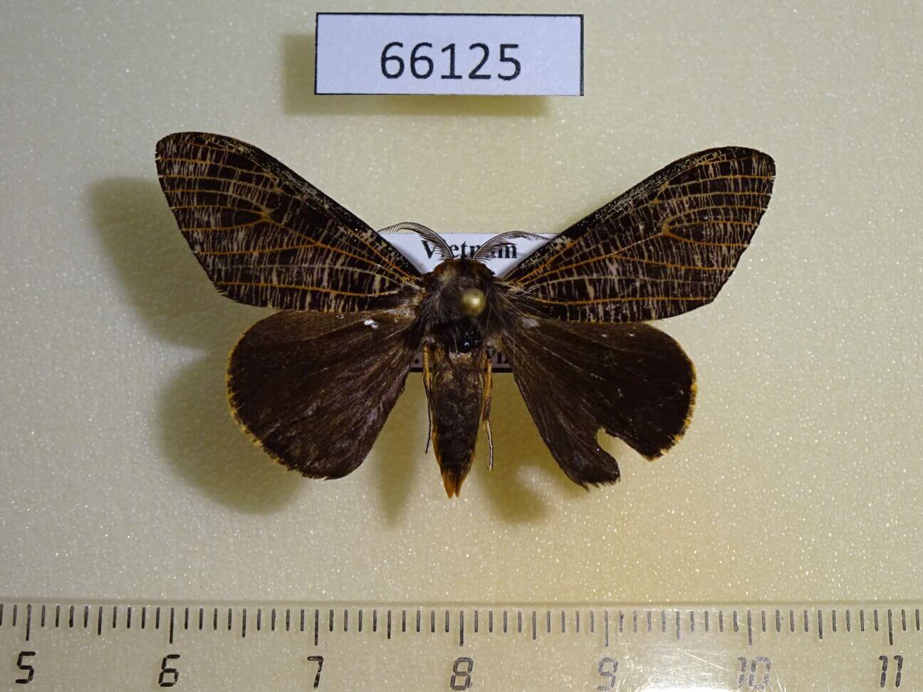 Lymantridae Locharna strigipennis Vietnam - Fareastinsects