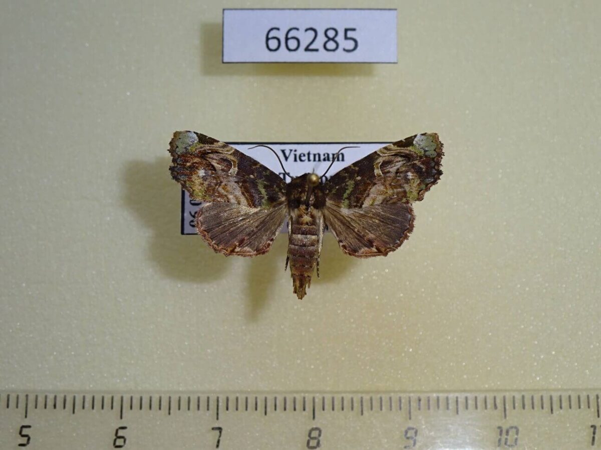 Euteliidae Targalla albiceps Vietnam - Fareastinsects