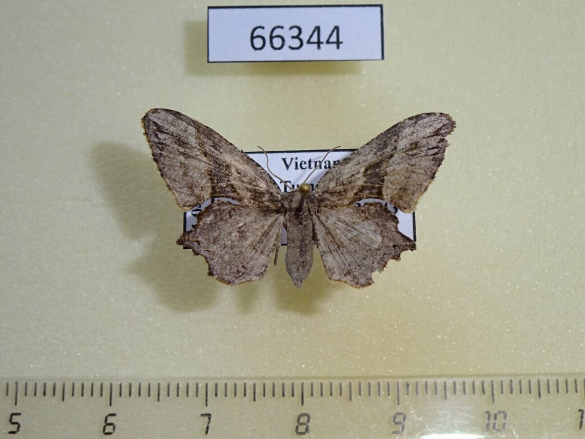 Uraniidae Monobolodes pernigrata f Vietnam - Fareastinsects