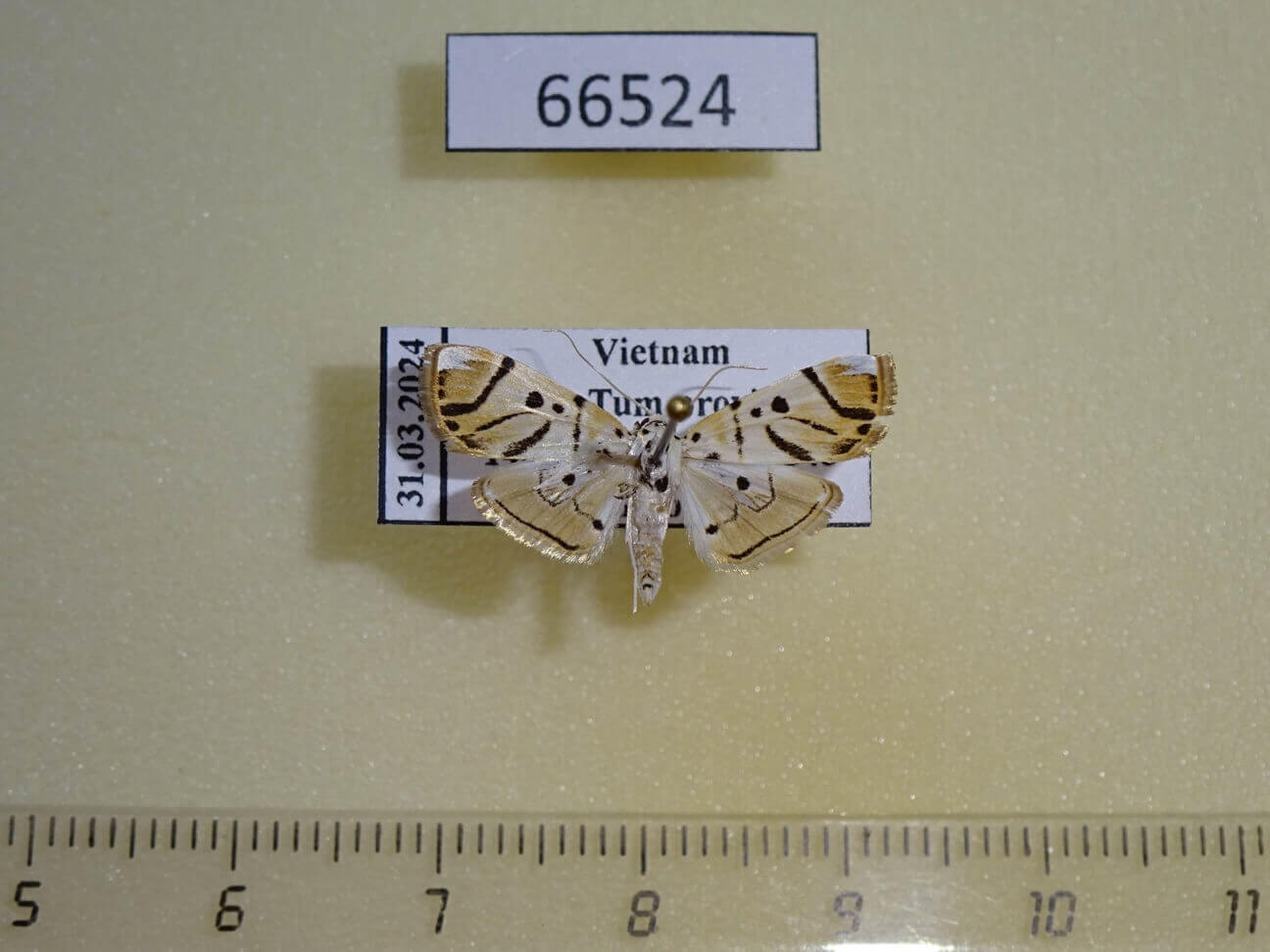 Crambidae Pycnarmon radiata Vietnam - Fareastinsects