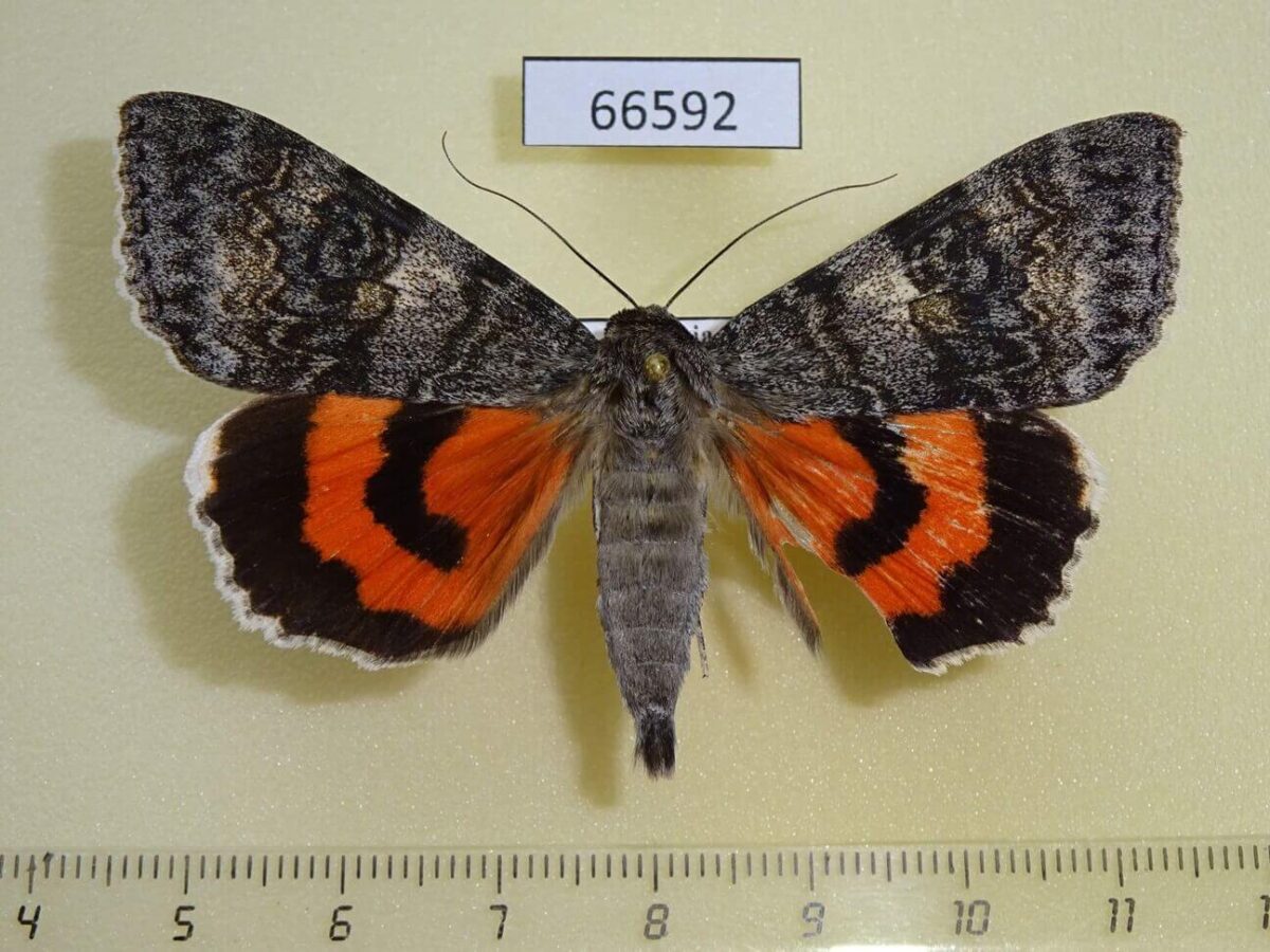 Noctuidae Catocala adultera Amur reg. - Fareastinsects