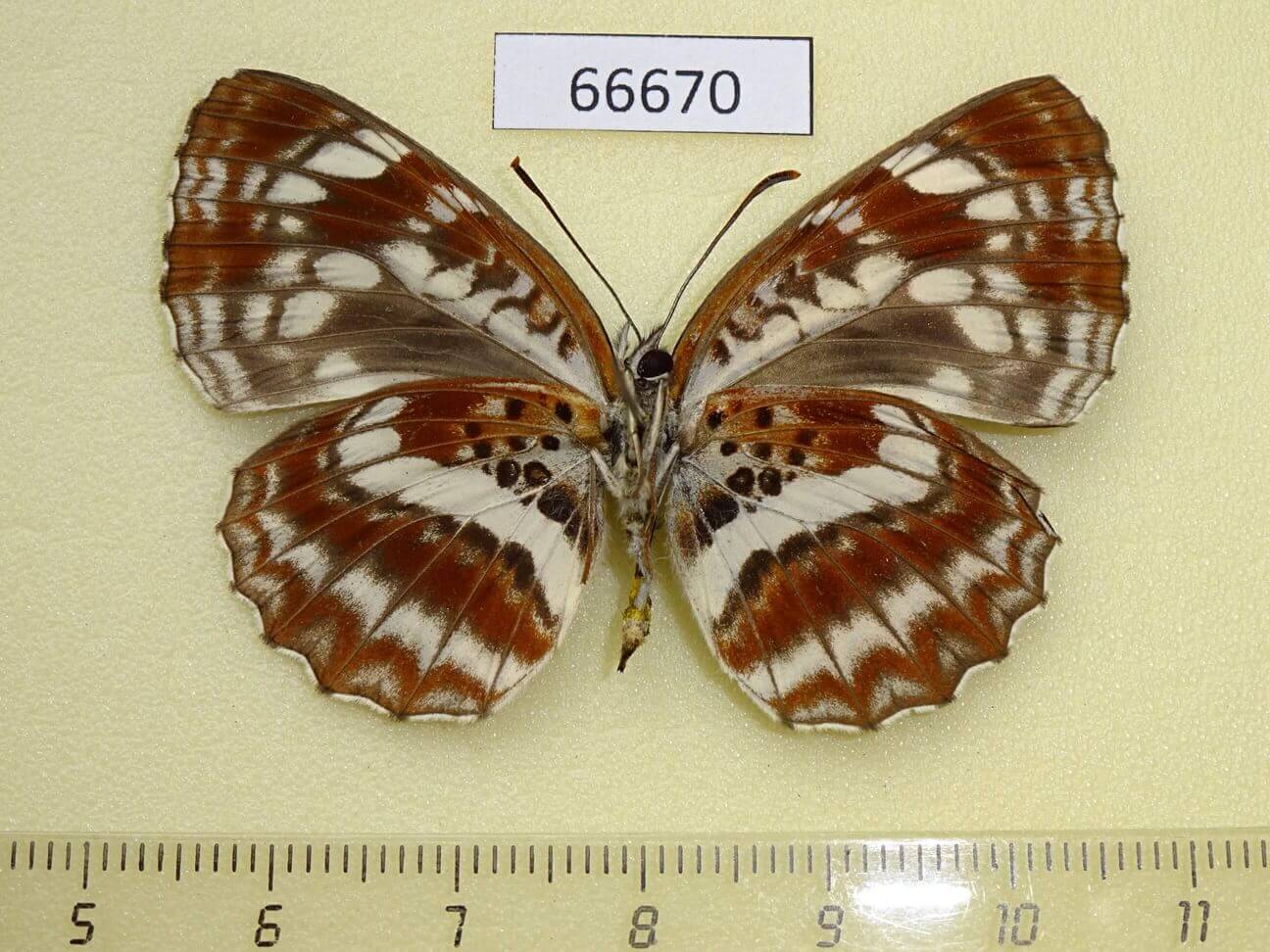 Nymphalidae Neptis andetria f Primorye - Fareastinsects