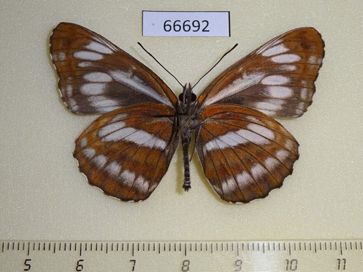 Nymphalidae Neptis philyra Primorye - Fareastinsects