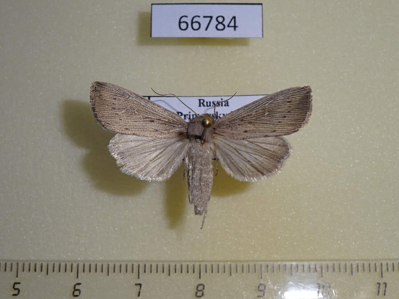 Noctuidae Leucania obsoleta Primorye - Fareastinsects