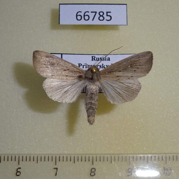 Noctuidae Leucania obsoleta Primorye - Fareastinsects