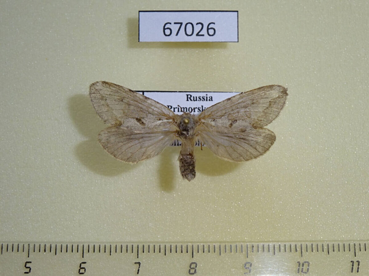 Hepialidae Thitarodes variabilis f Primorye - Fareastinsects
