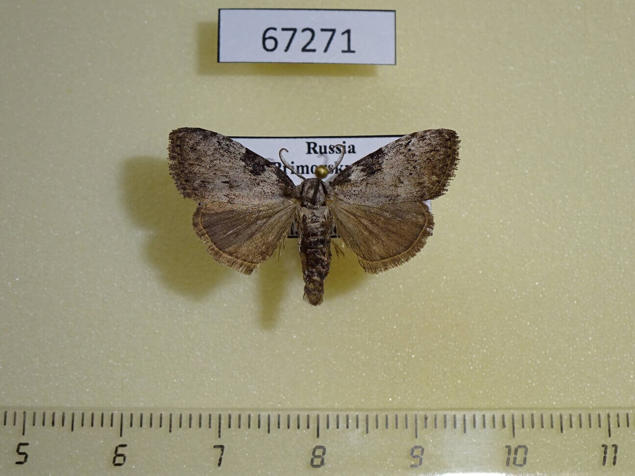 Noctuidae Meganola gigas Primorye - Fareastinsects