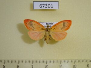 Shop - Fareastinsects
