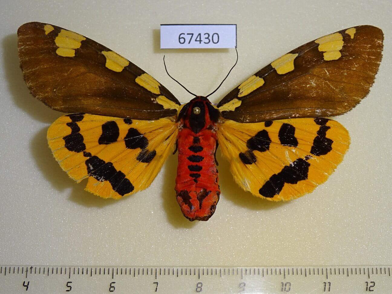 Arctiidae Pericallia matronula f Primorye - Fareastinsects