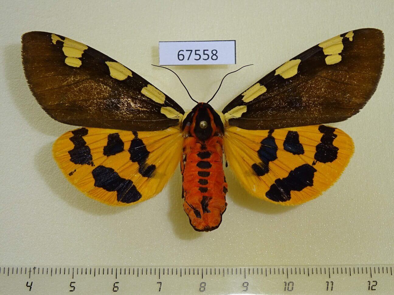 Arctiidae Pericallia matronula f Primorye - Fareastinsects
