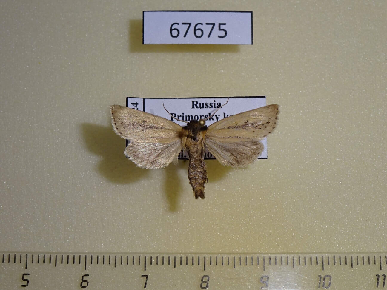 Noctuidae Sesamia turpis Primorye - Fareastinsects