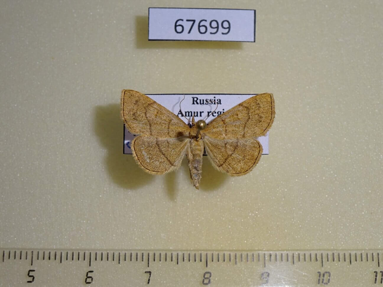 Noctuidae Paracolax tristalis Amur reg. - Fareastinsects