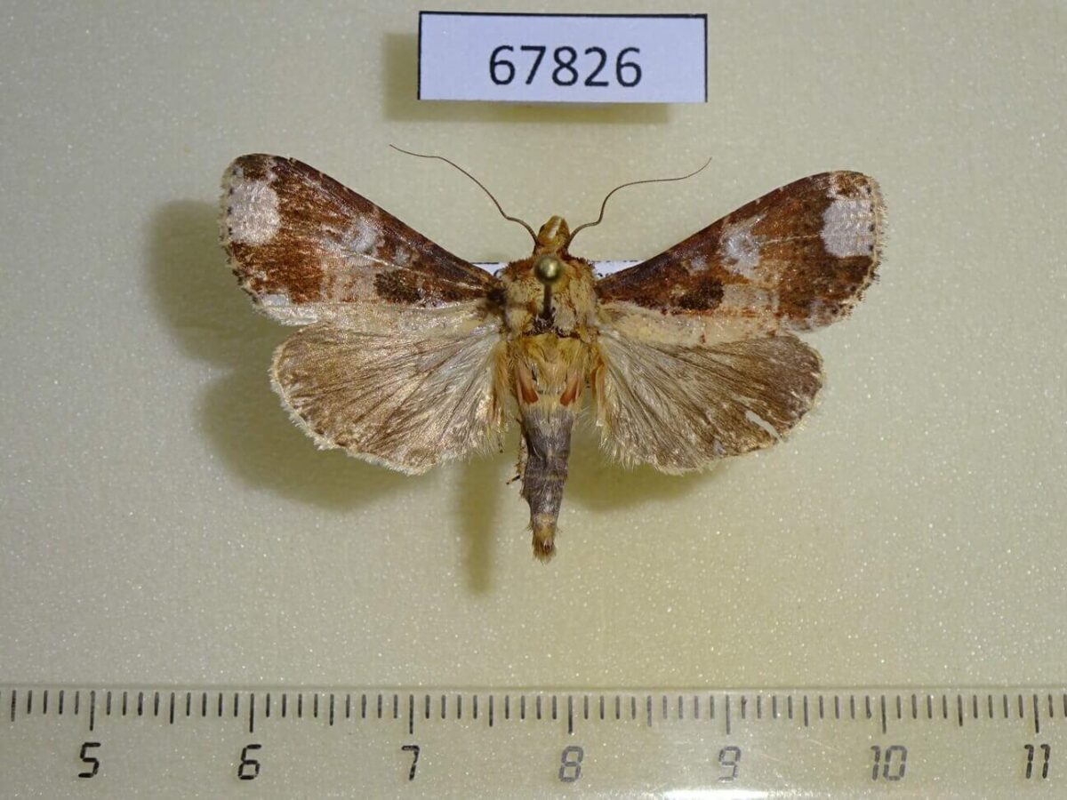 Noctuidae Condica imitata Costa Rica - Fareastinsects