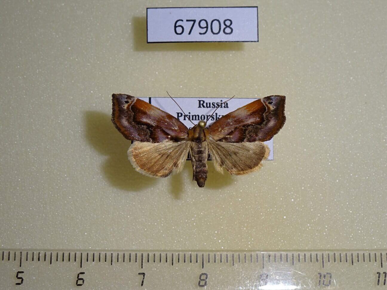 Noctuidae Lophomilia polybapta f Primorye - Fareastinsects