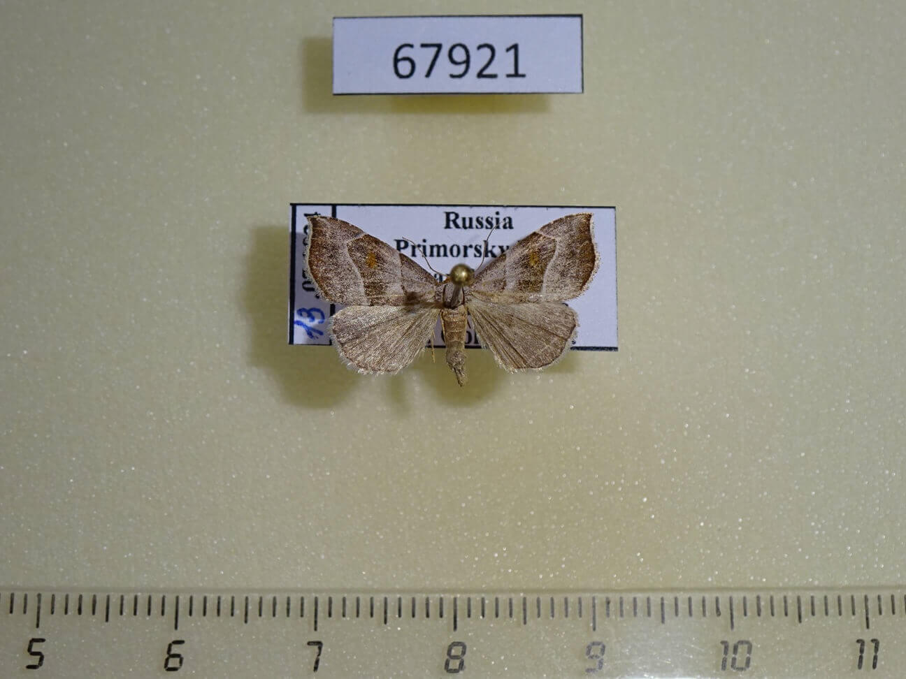 Noctuidae Paragabara flavomacula Primorye - Fareastinsects