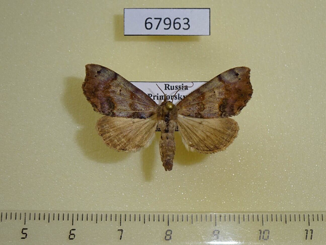 Noctuidae Hepatica anceps Primorye - Fareastinsects
