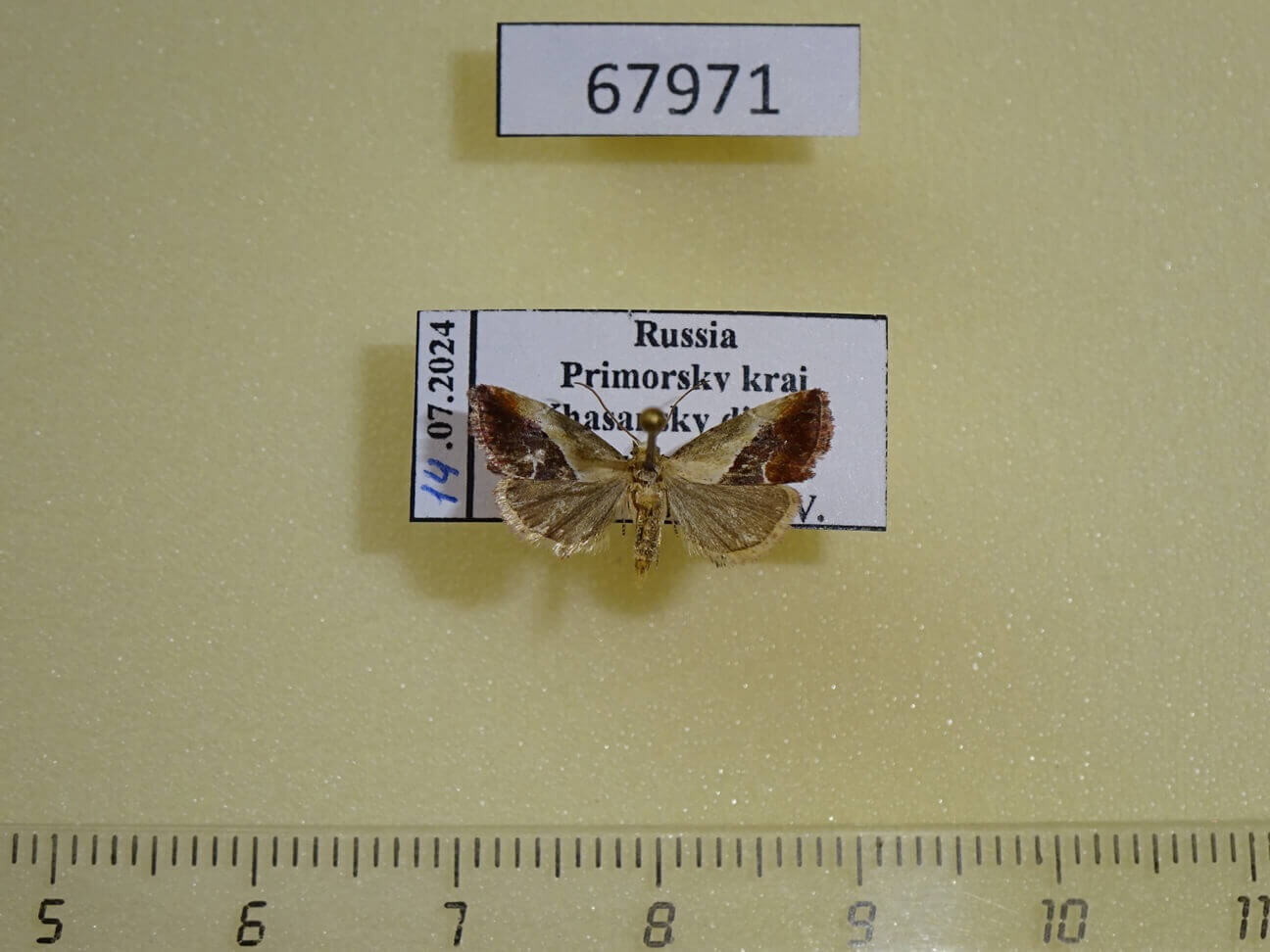 Noctuidae Maliattha bella Primorye - Fareastinsects