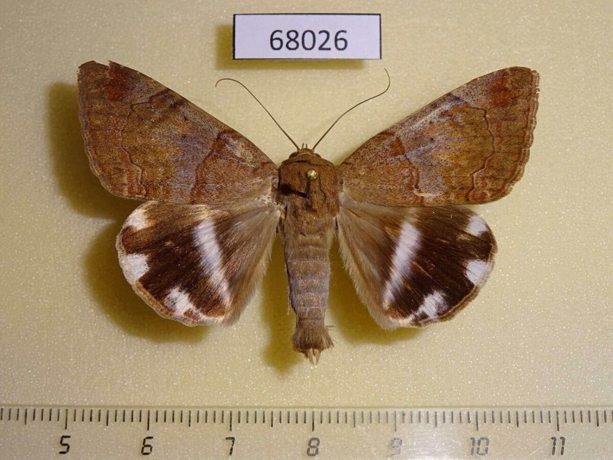 Noctuidae Achaea janata Thailand - Fareastinsects
