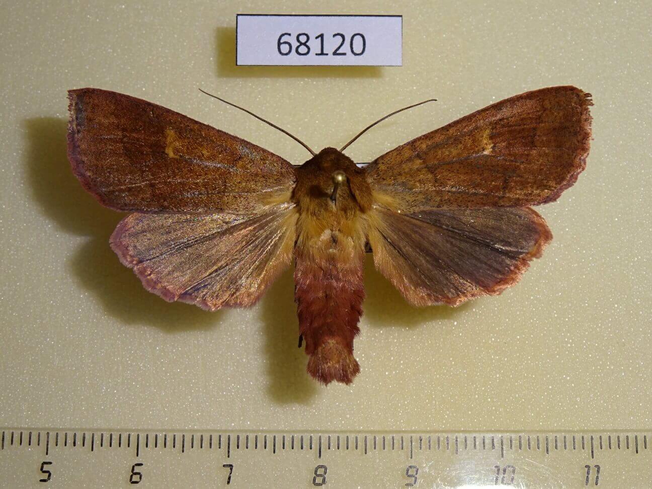 Noctuidae Mythimna divergens Primorye - Fareastinsects