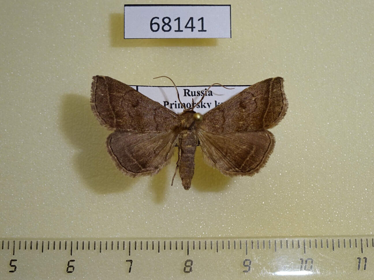 Noctuidae Zanclognatha fumosa Primorye - Fareastinsects