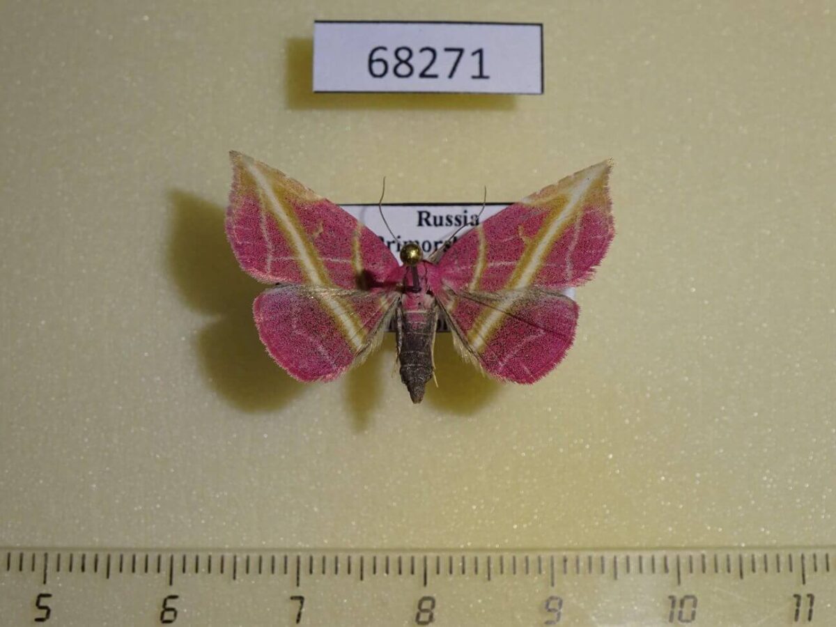 Noctuidae Naganoella timandra Primorye - Fareastinsects