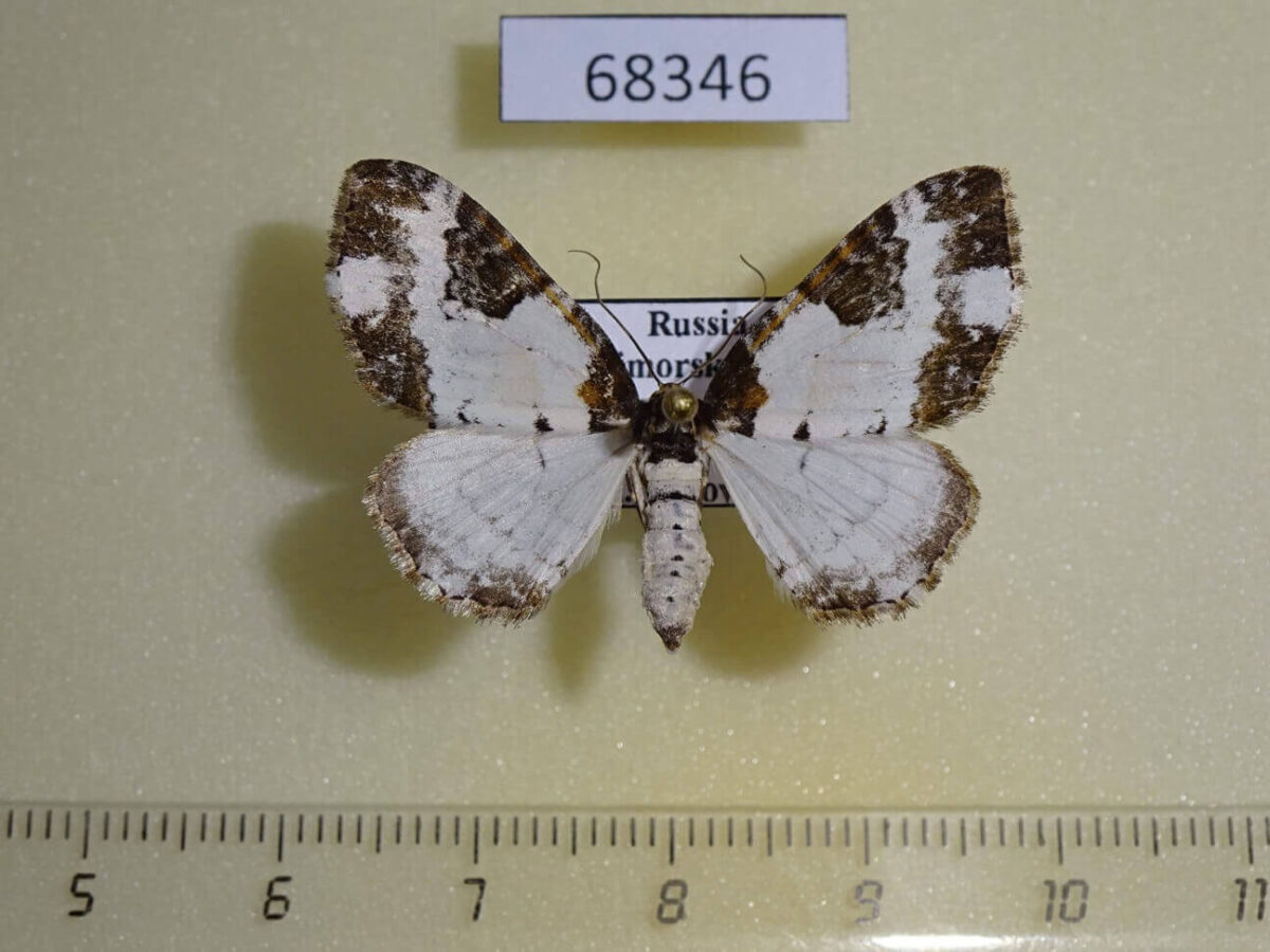 Geometridae Melanthia procellata f Primorye - Fareastinsects