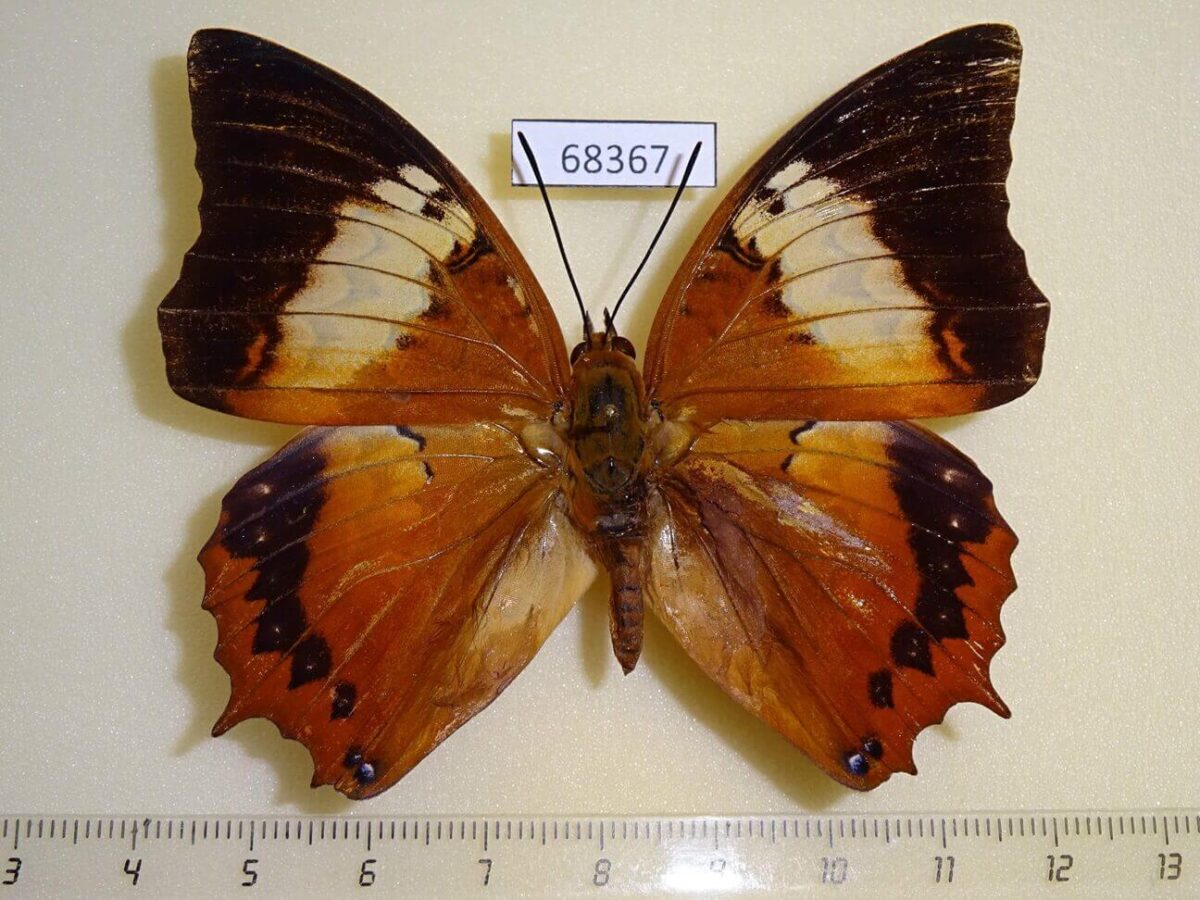 Nymphalidae Charaxes bernardus Vietnam - Fareastinsects